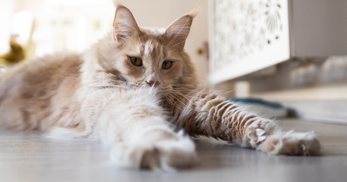 В японской Хиросиме ввели режим повышенной готовности из-за кошки ...